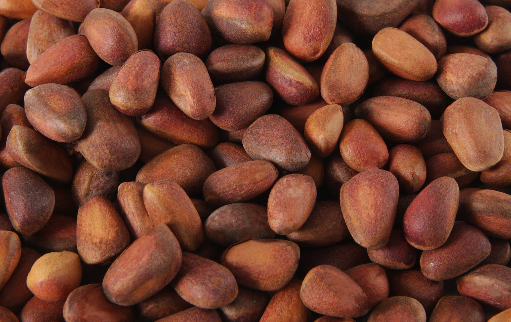 Pine Nuts Tiek j Gildija Pine Nuts Tiek j Gildija